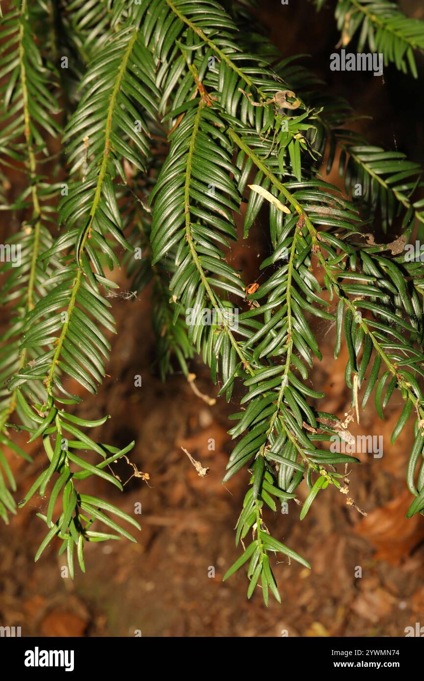 common yew (Taxus baccata Stock Photo - Alamy