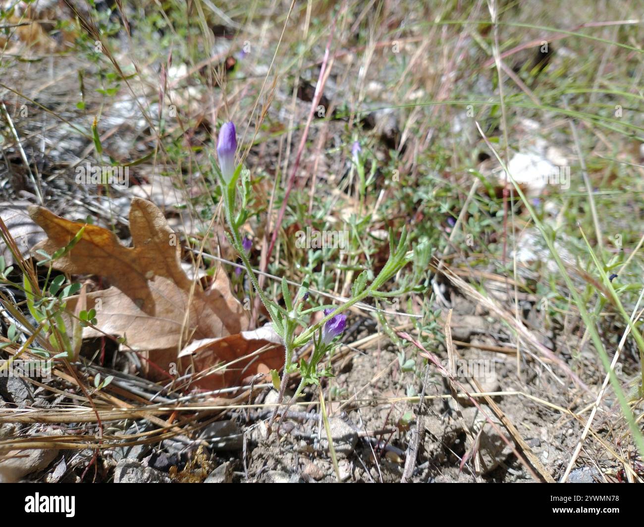 Bluecup hi-res stock photography and images - Alamy