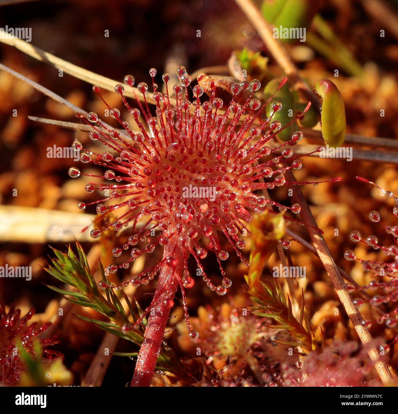 round-leaved sundew (Drosera rotundifolia Stock Photo - Alamy