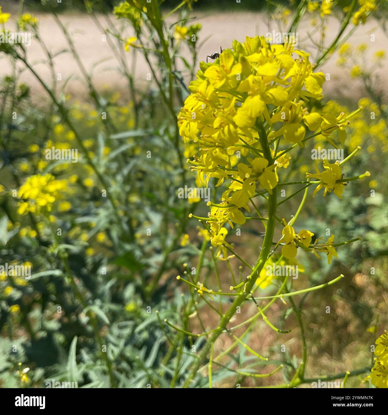 False london rocket hi-res stock photography and images - Alamy