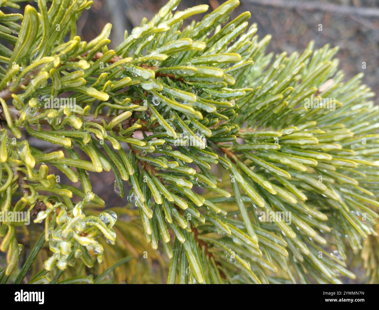 white fir (Abies concolor Stock Photo - Alamy