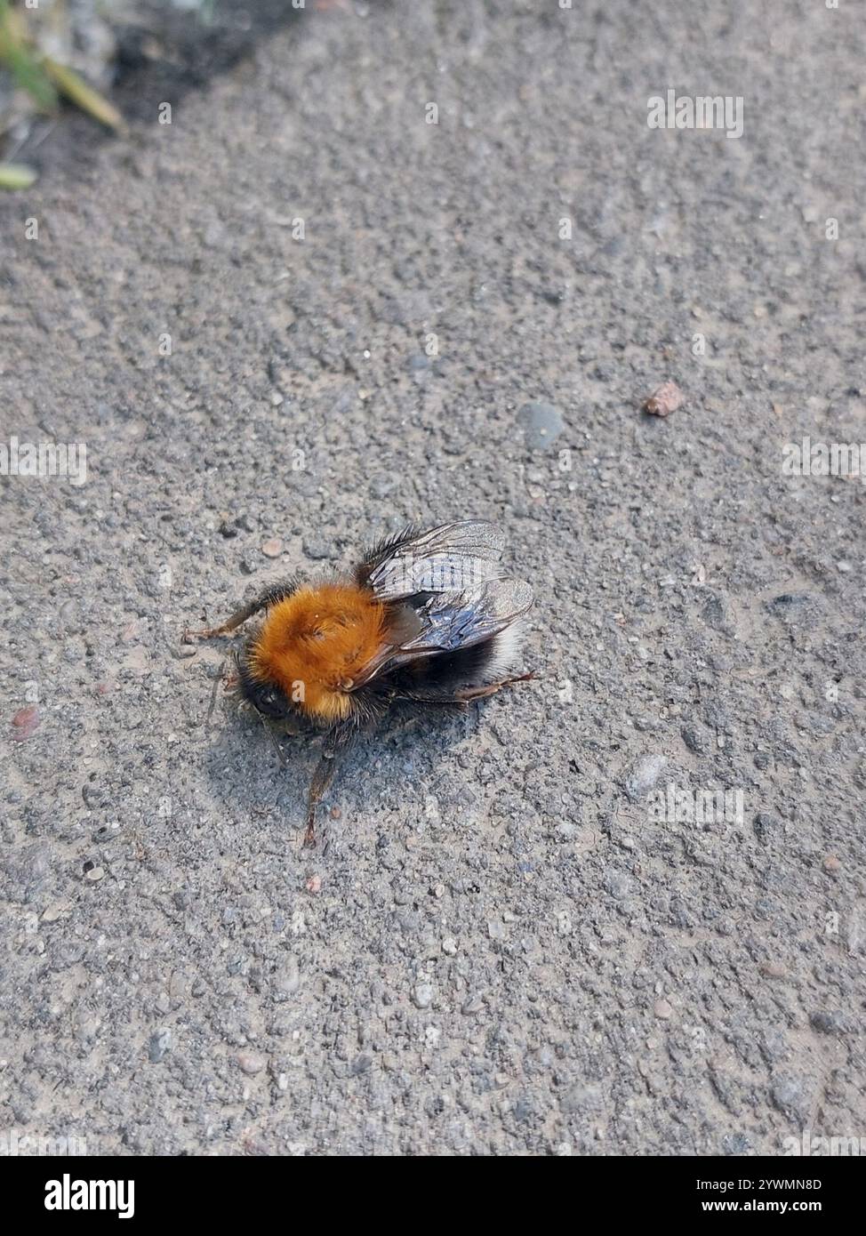 Tree Bumble Bee (Bombus hypnorum Stock Photo - Alamy