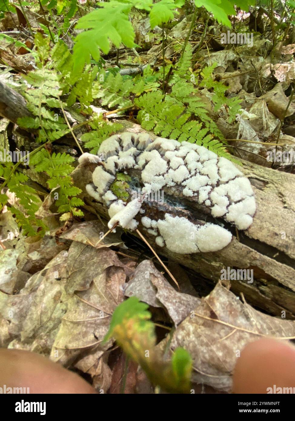 slime molds (Mycetozoa Stock Photo - Alamy