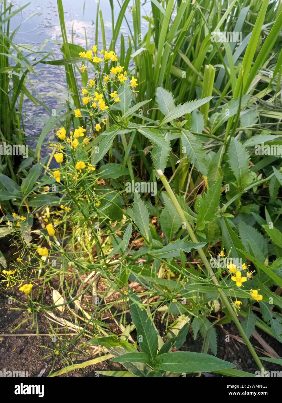 Amphibious Yellowcress (Rorippa amphibia Stock Photo - Alamy