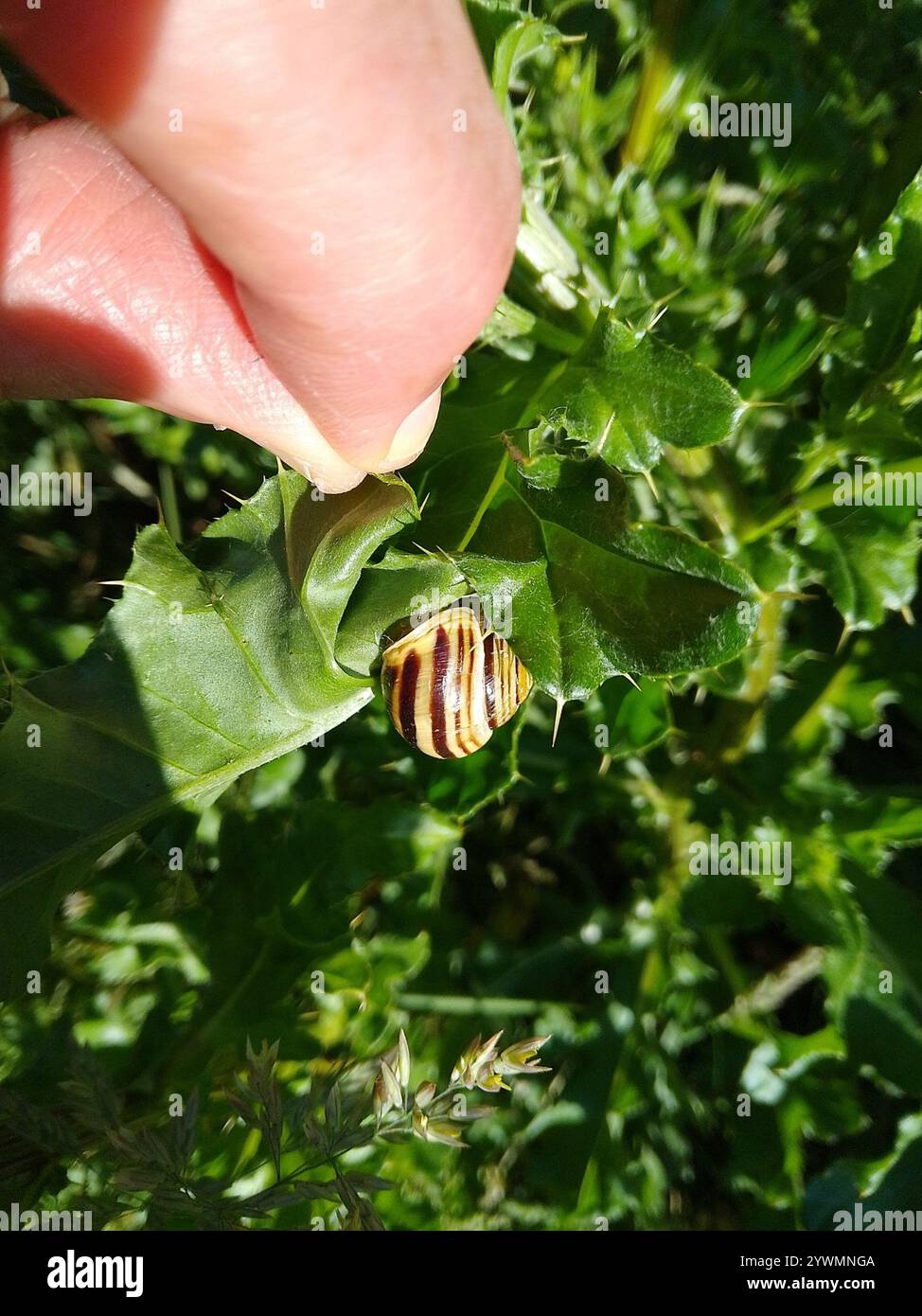 White-lipped Snail (Cepaea hortensis Stock Photo - Alamy