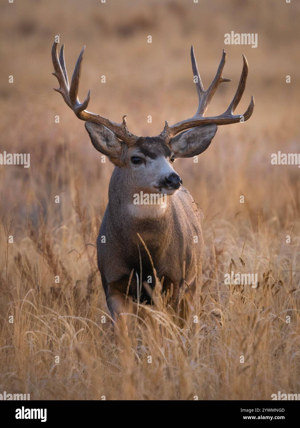 Big buck mule deer hi-res stock photography and images - Alamy