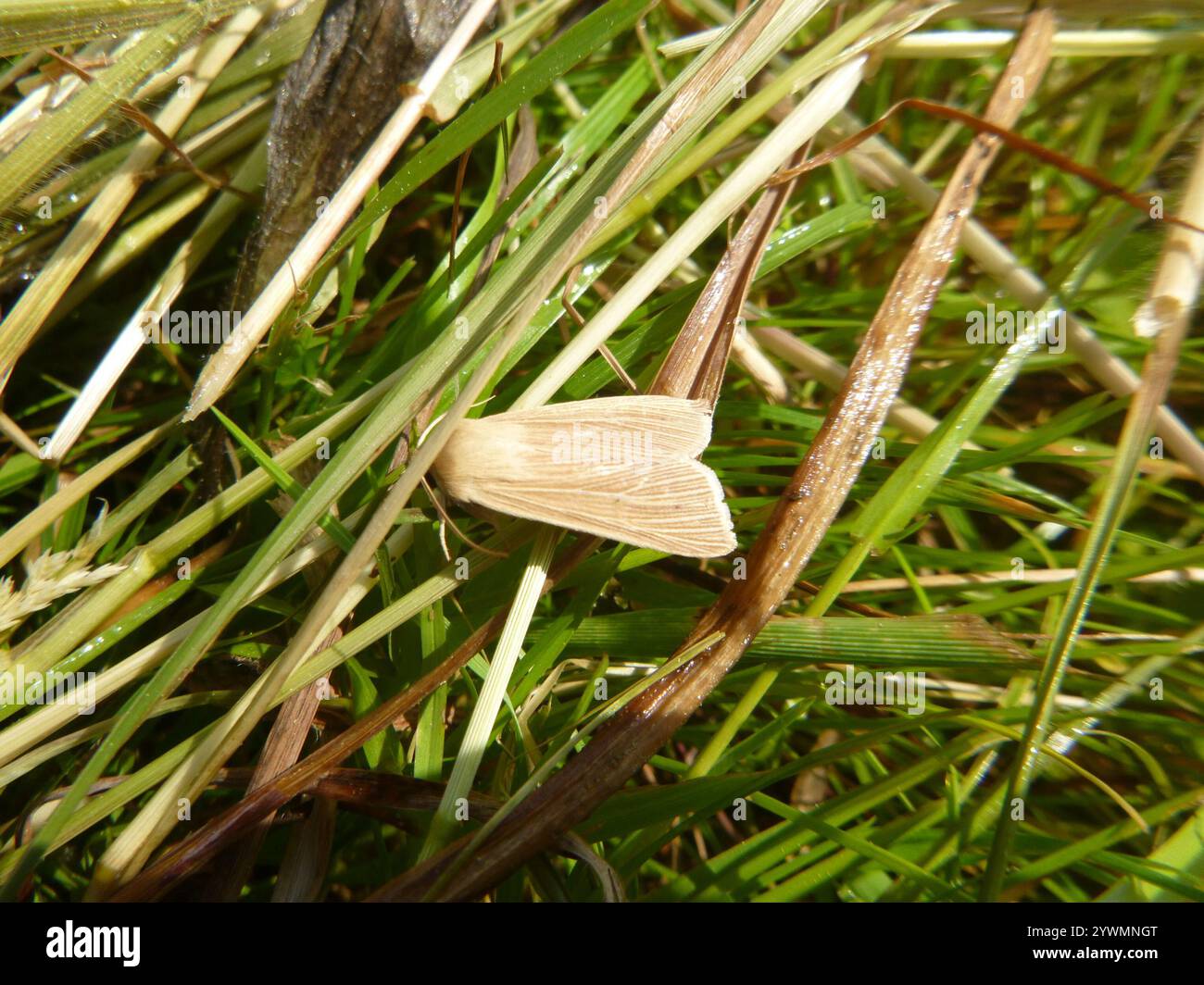 Common Wainscot (Mythimna pallens Stock Photo - Alamy