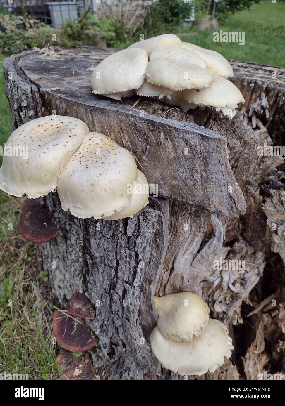 Trainwrecker (Neolentinus lepideus Stock Photo - Alamy