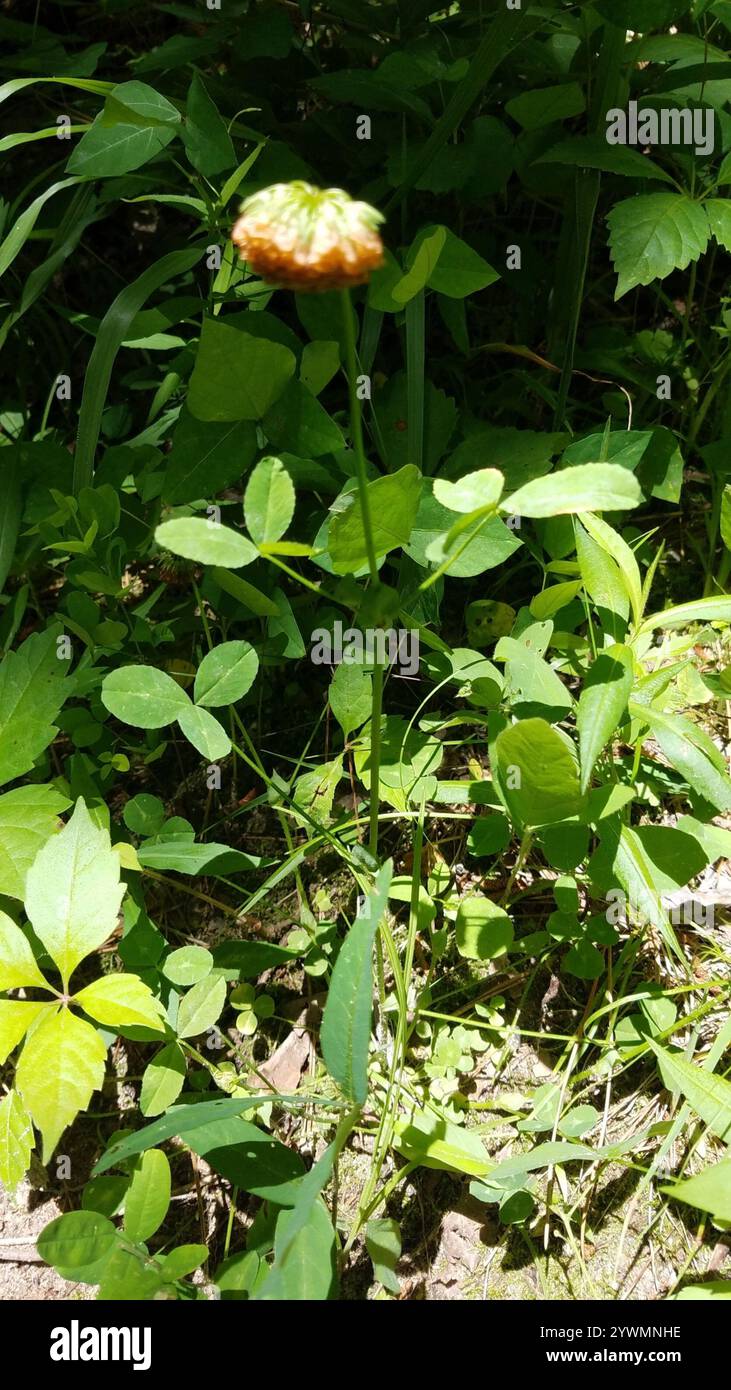 buffalo clover (Trifolium reflexum Stock Photo - Alamy