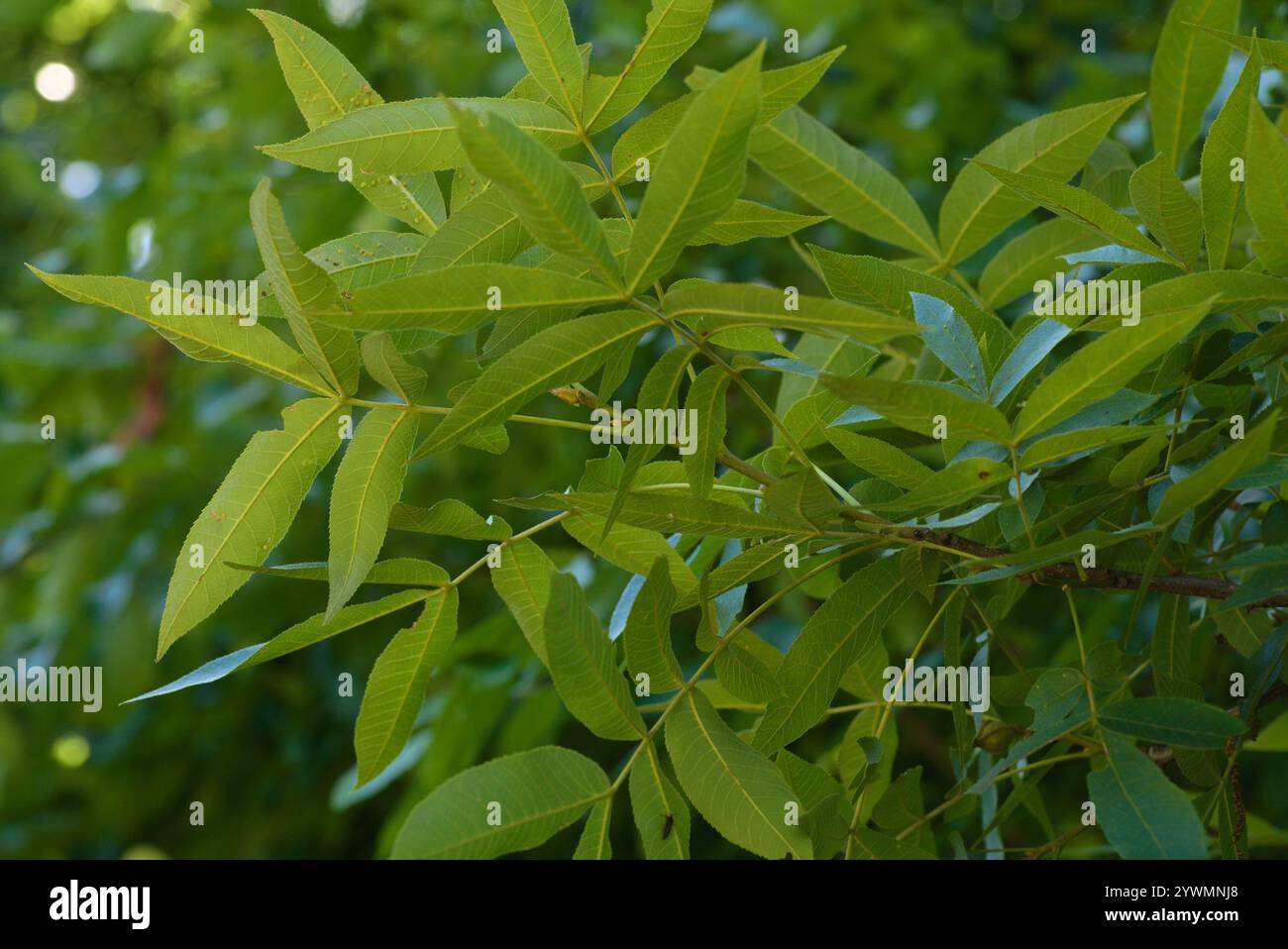 bitternut hickory (Carya cordiformis Stock Photo - Alamy