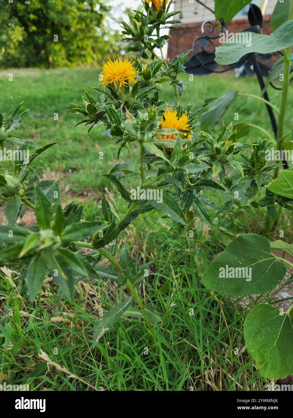 Safflower (Carthamus tinctorius Stock Photo - Alamy
