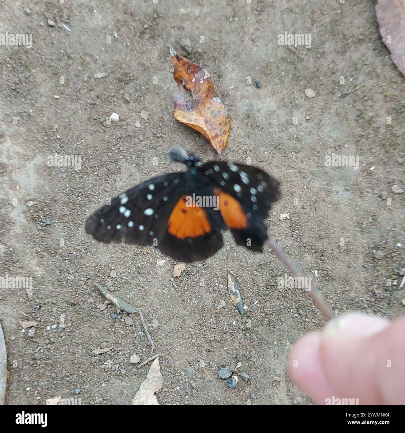 (Chlosyne janais janais Stock Photo - Alamy