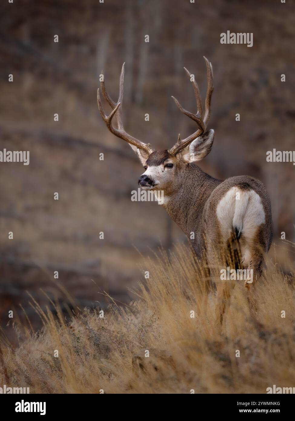 big mule deer buck walking in a meadow Stock Photo - Alamy