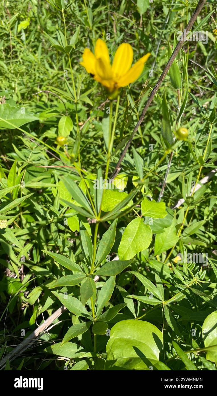 Greater Tickseed (Coreopsis major Stock Photo - Alamy
