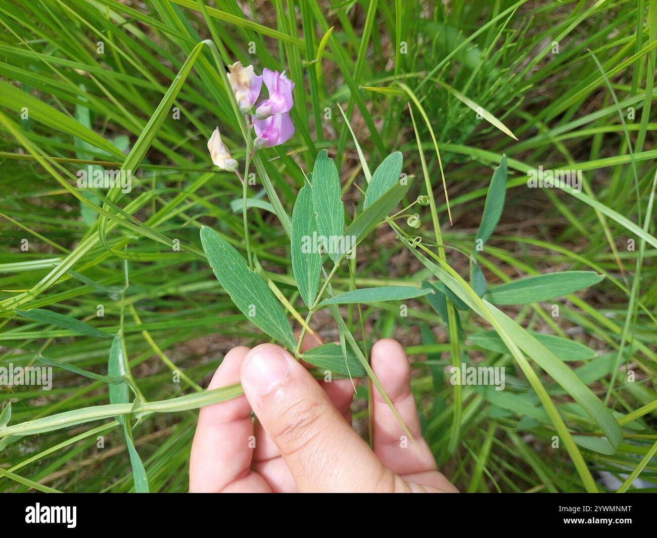 marsh pea (Lathyrus palustris Stock Photo - Alamy