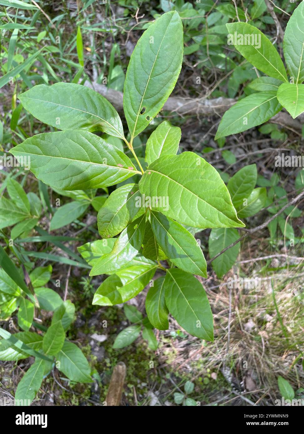 southern wild raisin (Viburnum nudum Stock Photo - Alamy