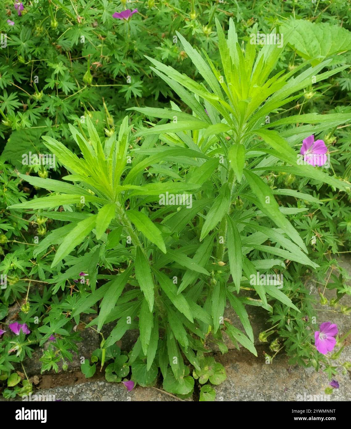 horseweed (Erigeron canadensis Stock Photo - Alamy