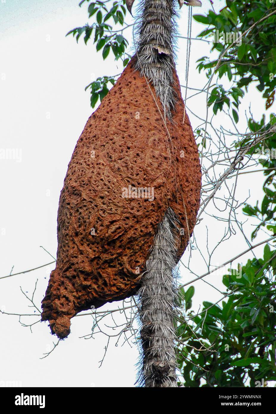 Stingless Bees (Meliponini Stock Photo - Alamy