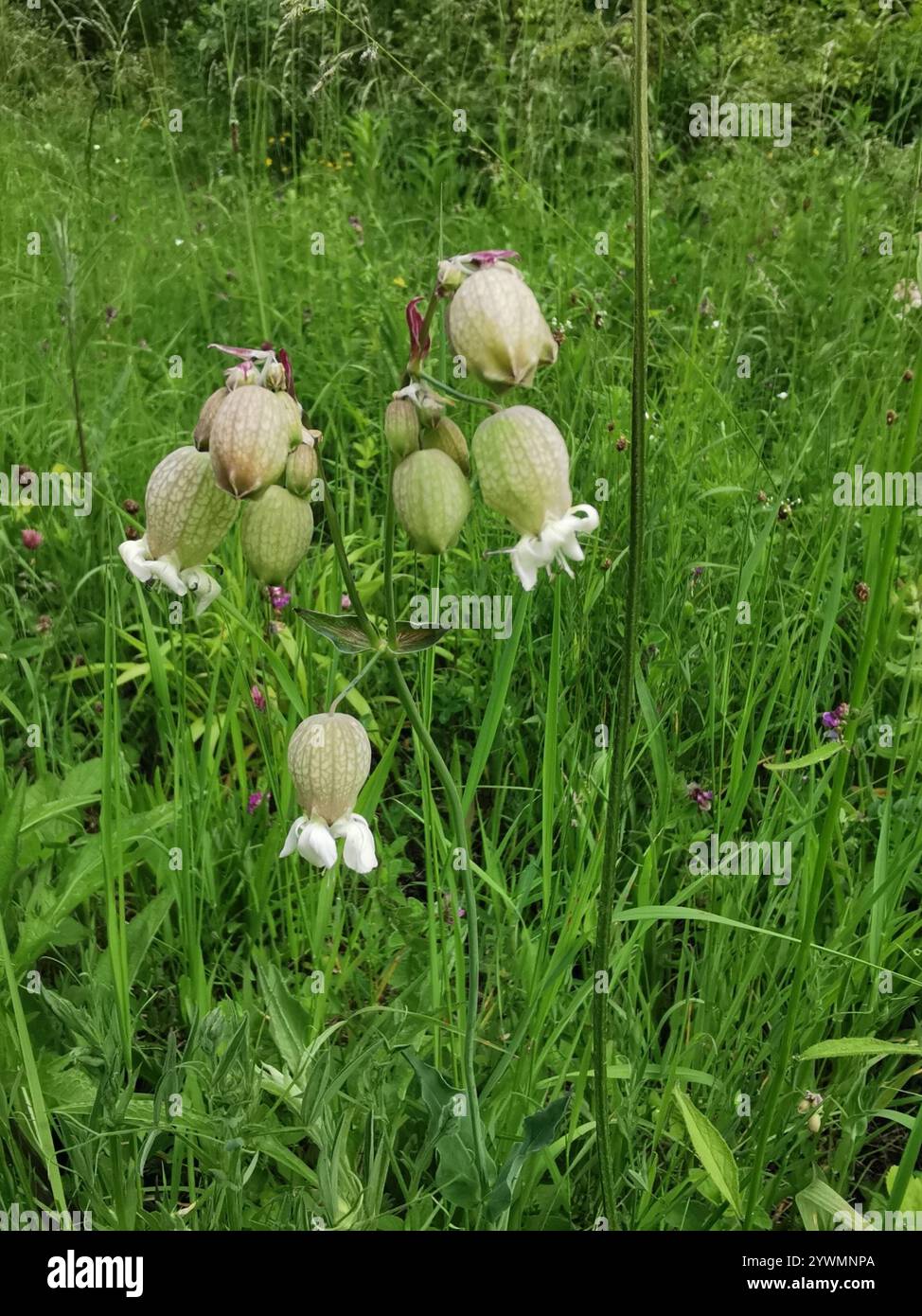 bladder campion (Silene vulgaris Stock Photo - Alamy