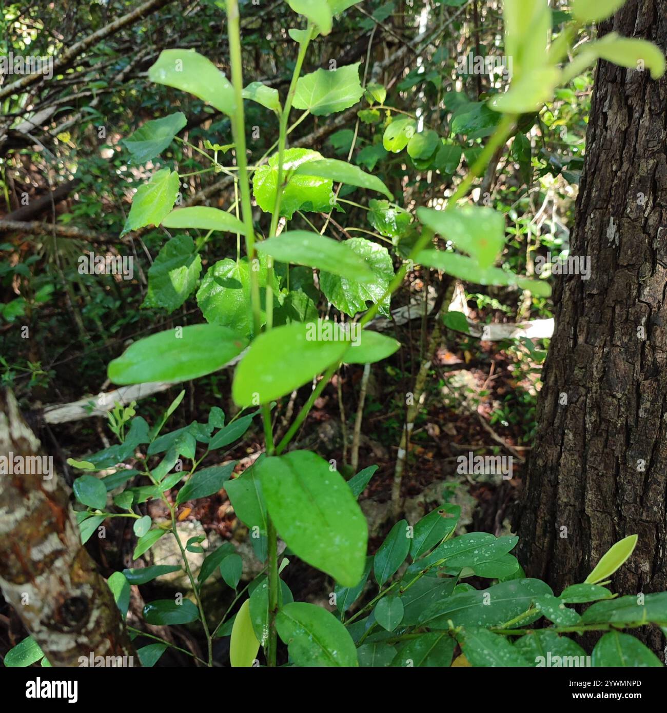 coca family (Erythroxylaceae Stock Photo - Alamy