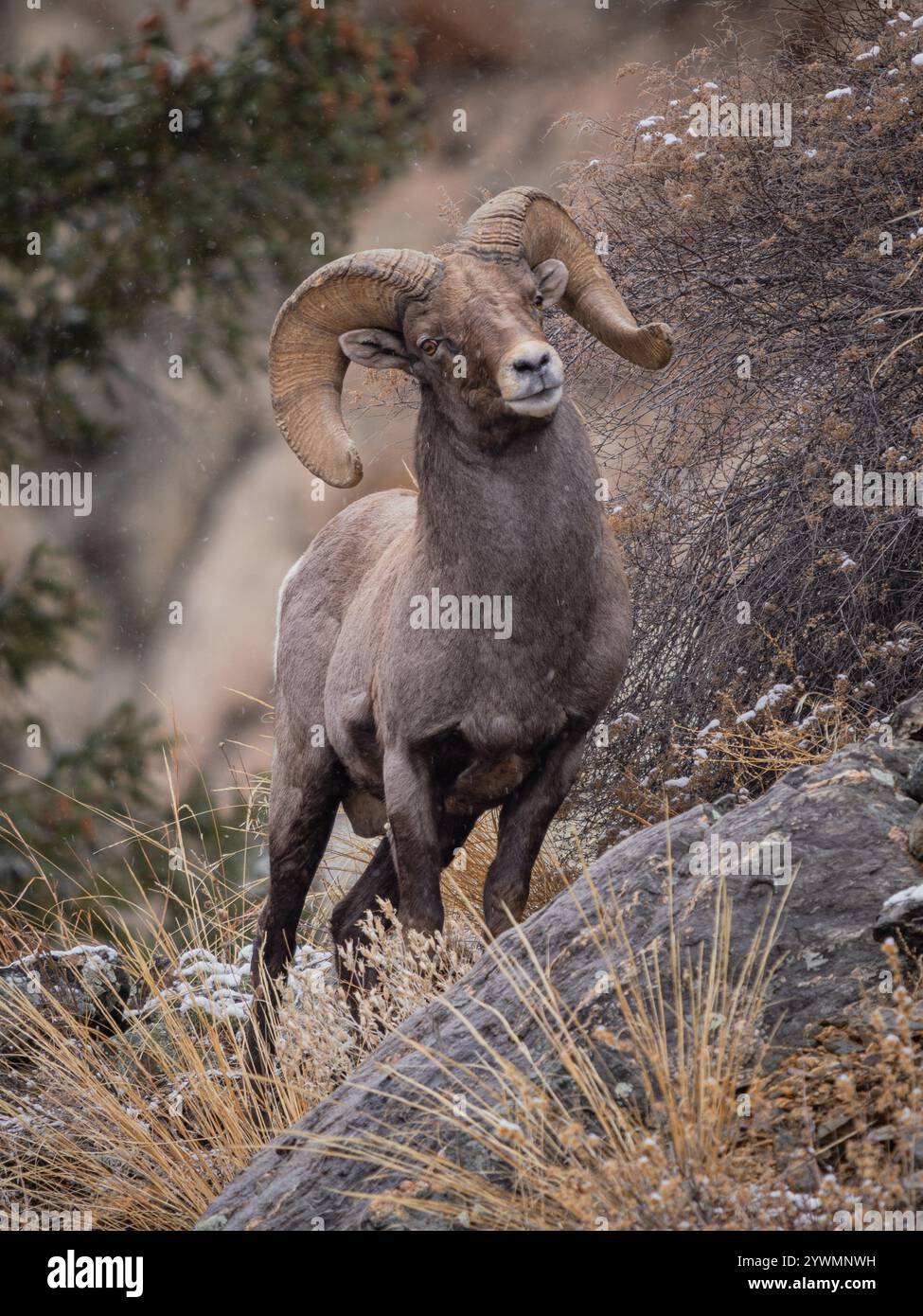 big rocky mountain bighorn sheep ram in the alpine Stock Photo - Alamy