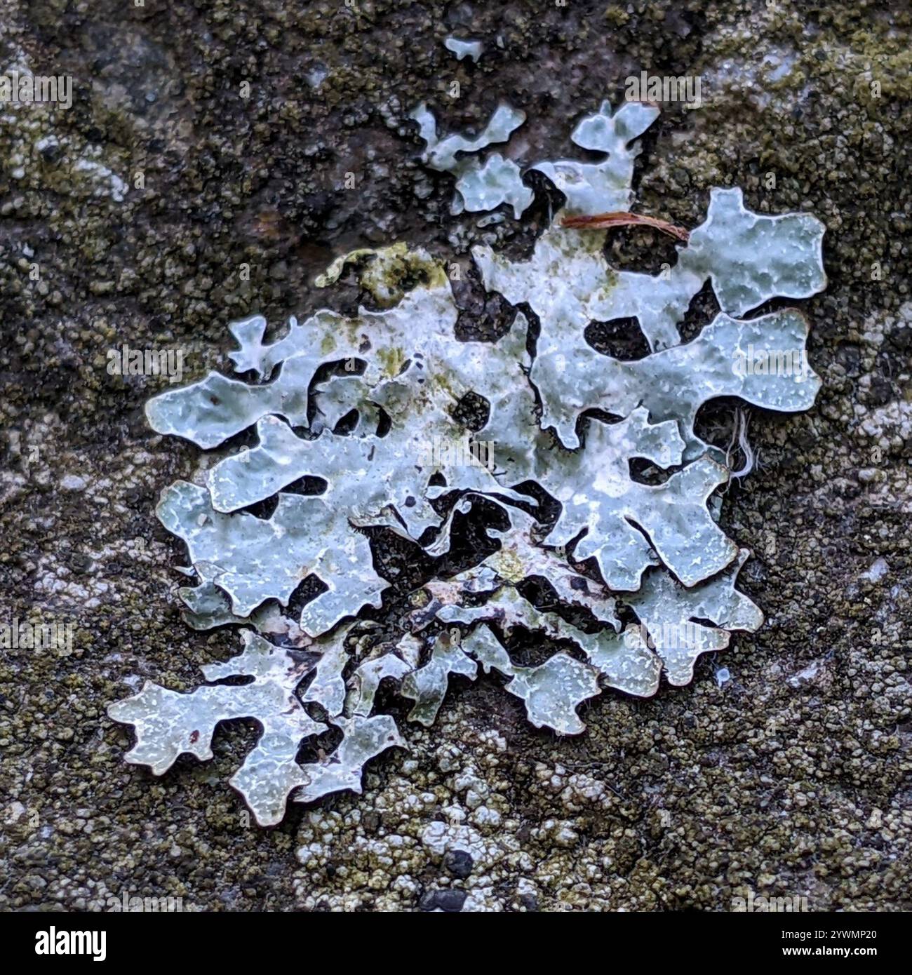 shield lichen (Parmelia sulcata Stock Photo - Alamy