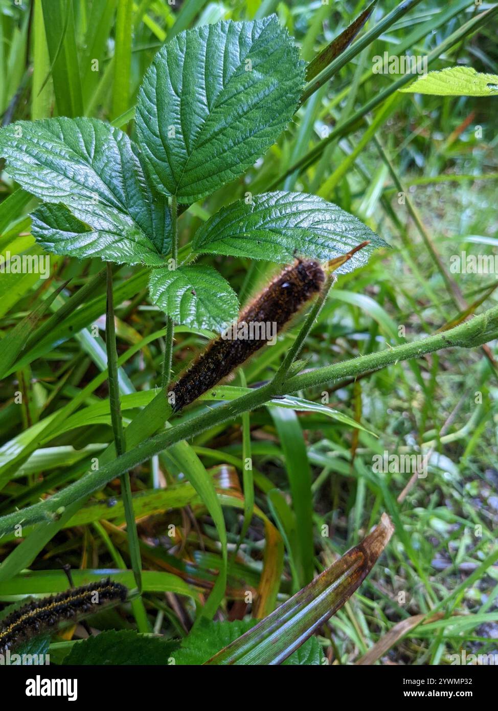 Drinker Moth (Euthrix potatoria Stock Photo - Alamy