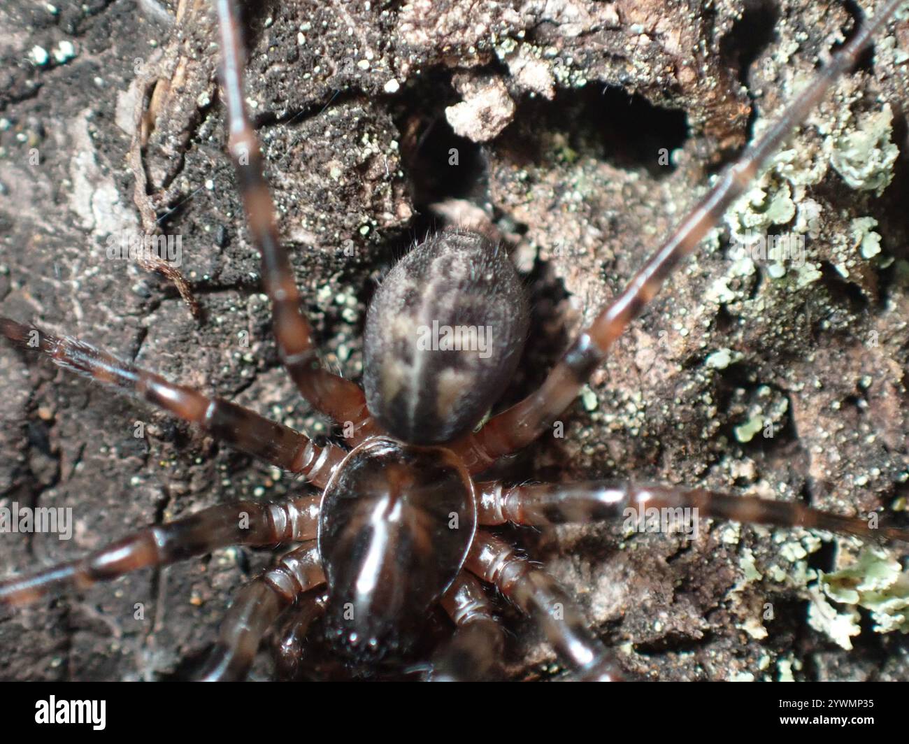 Soft Spiders (Cybaeidae Stock Photo - Alamy