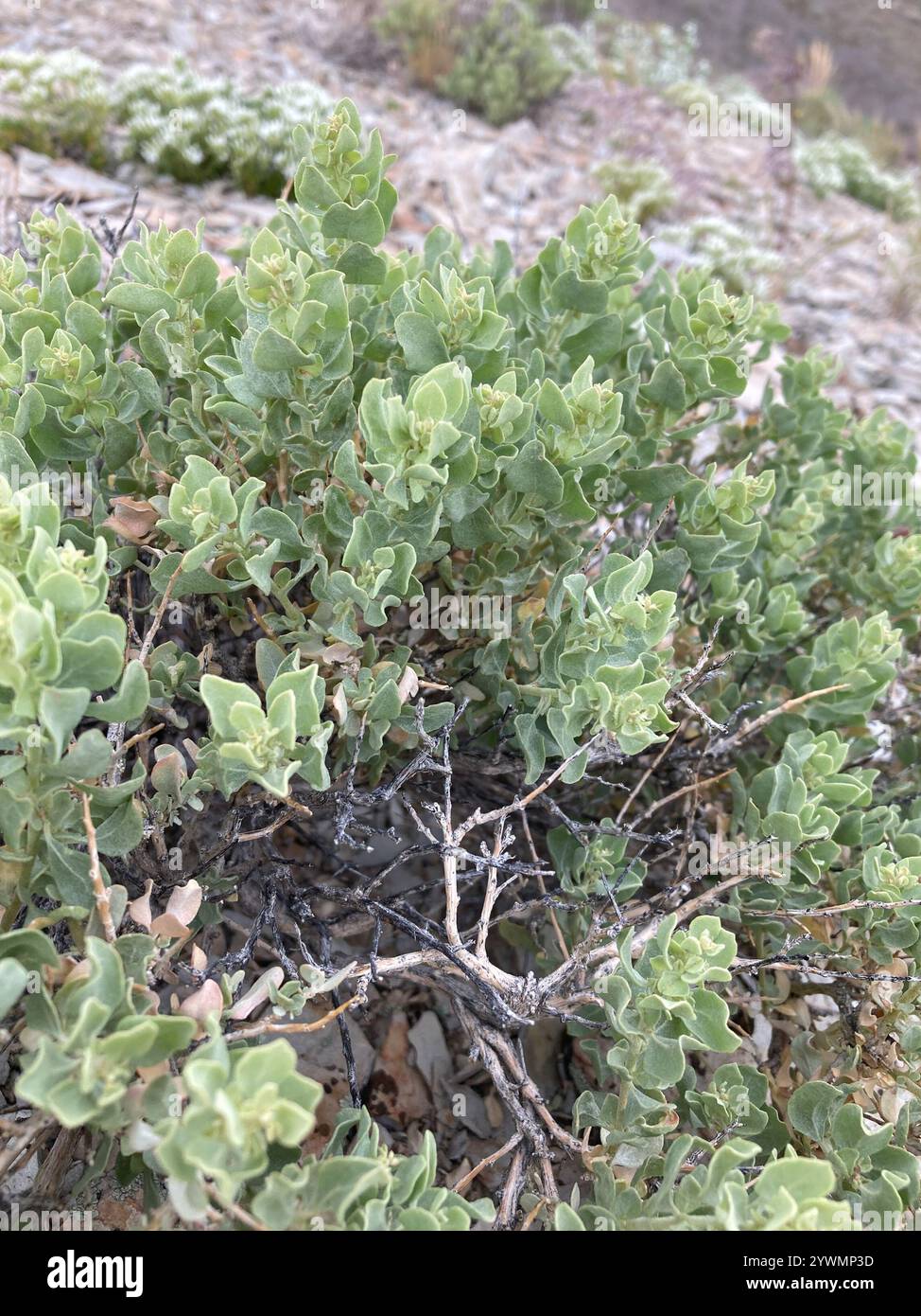 Shadscale Saltbush (Atriplex confertifolia Stock Photo - Alamy