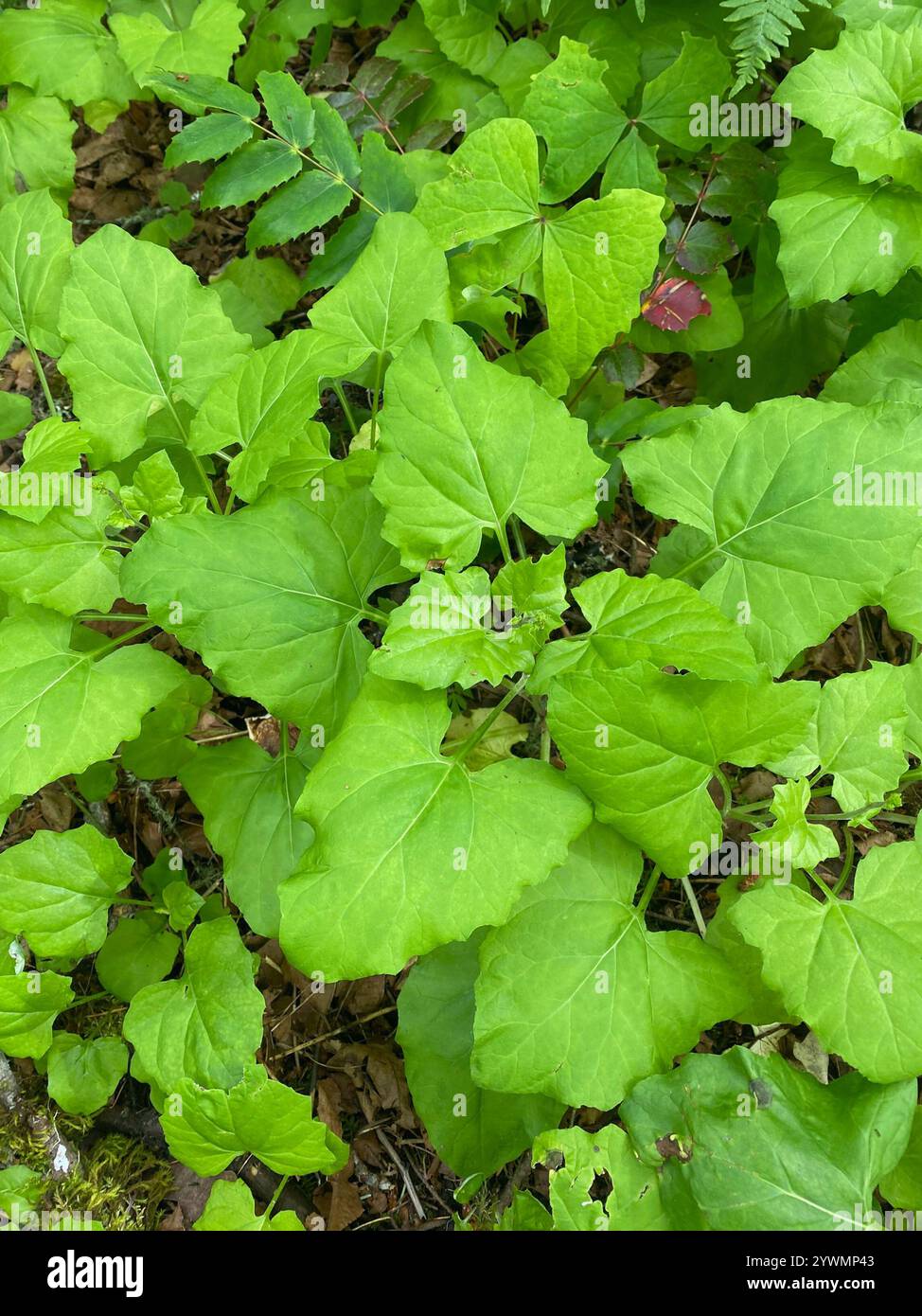 American trailplant (Adenocaulon bicolor Stock Photo - Alamy