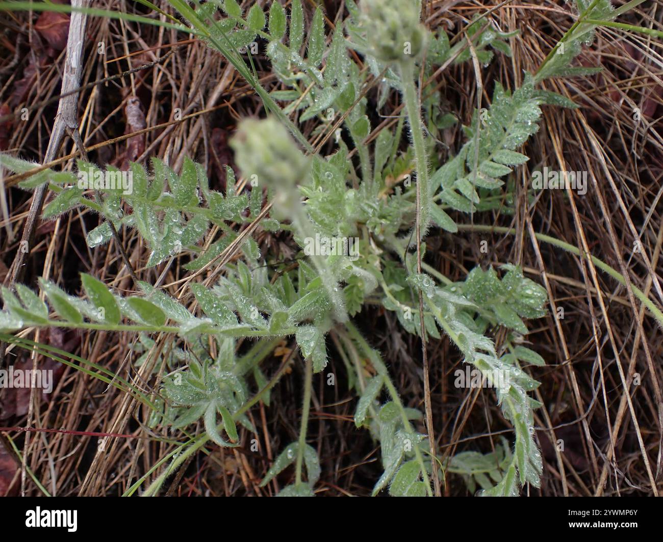 field locoweed (Oxytropis campestris Stock Photo - Alamy