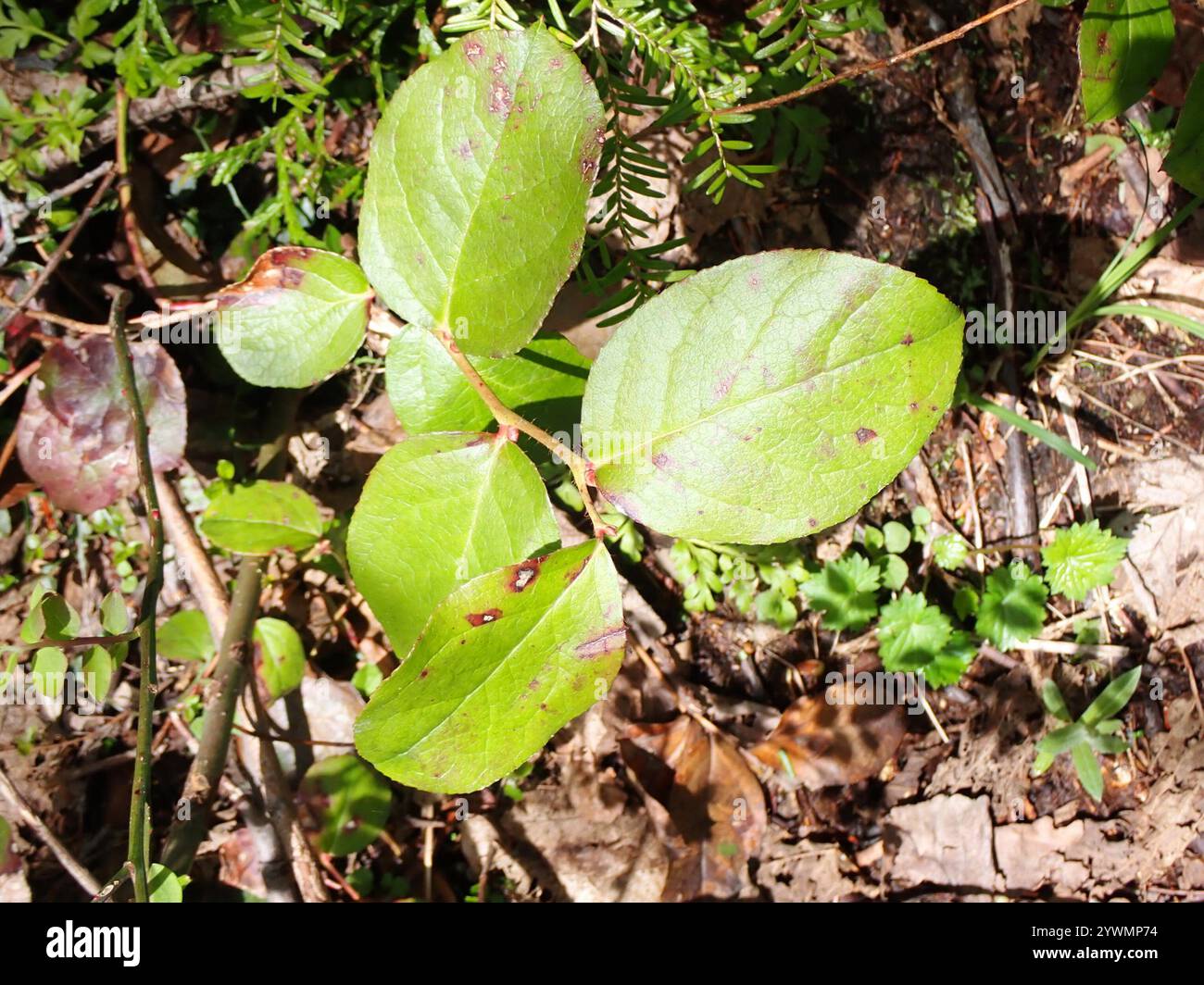 salal (Gaultheria shallon Stock Photo - Alamy