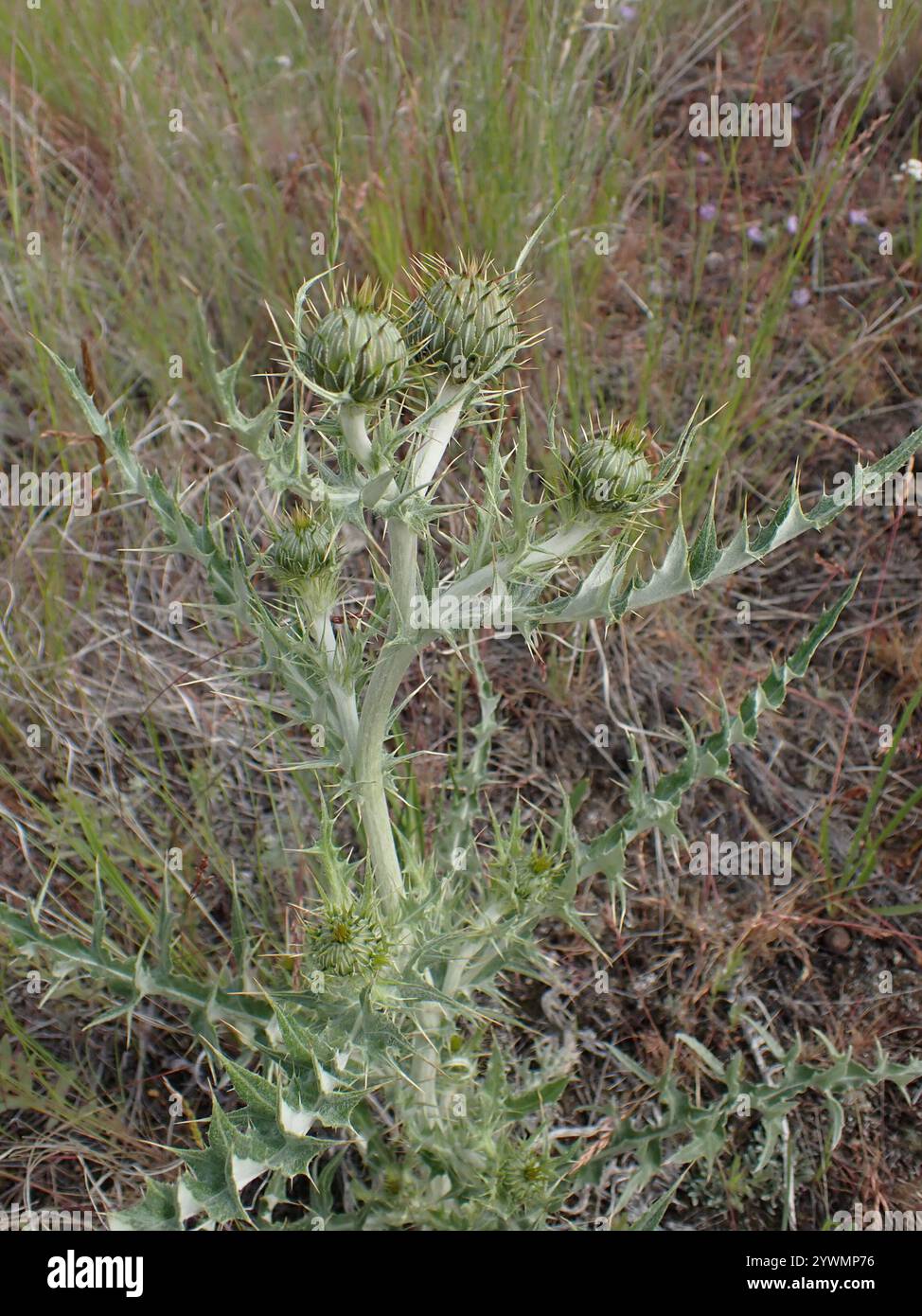 wavyleaf thistle (Cirsium undulatum Stock Photo - Alamy