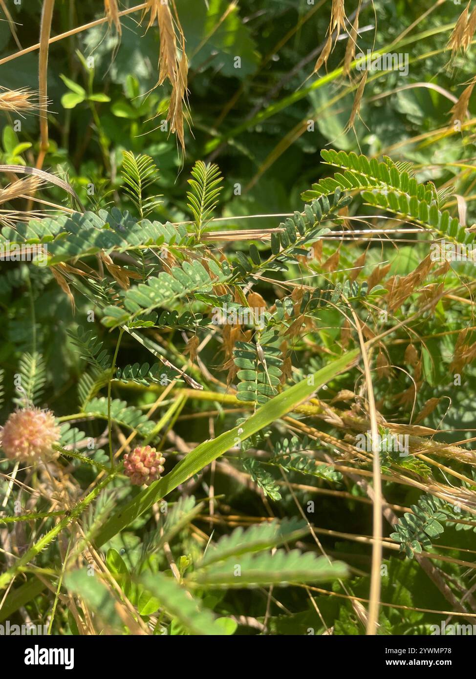 Mimosa nuttallii hi-res stock photography and images - Alamy