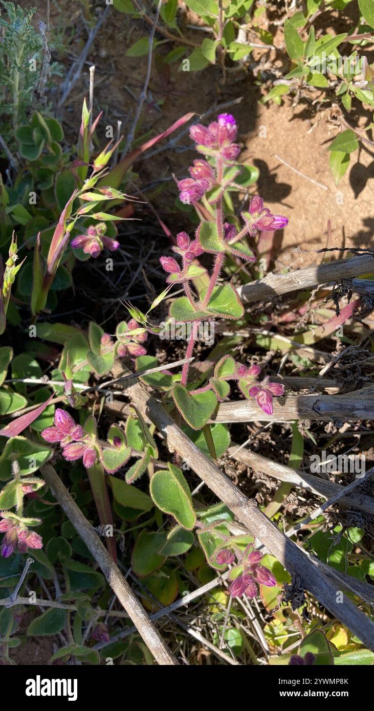 Wishbone Bush (Mirabilis laevis Stock Photo - Alamy