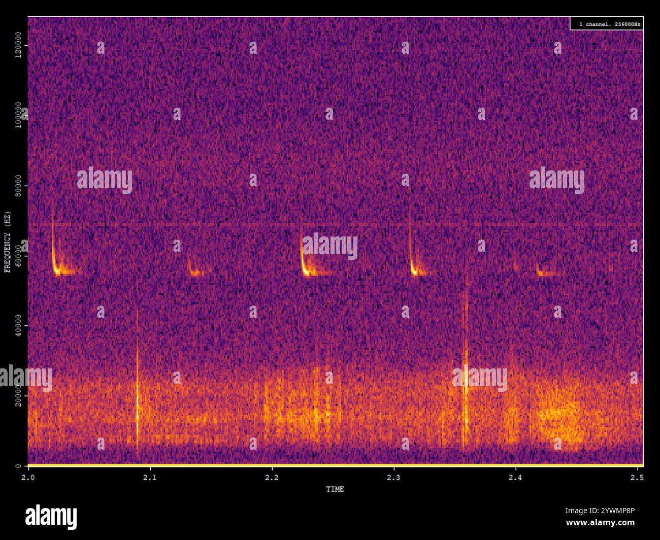 Pygmy Pipistrelle (Pipistrellus pygmaeus Stock Photo - Alamy