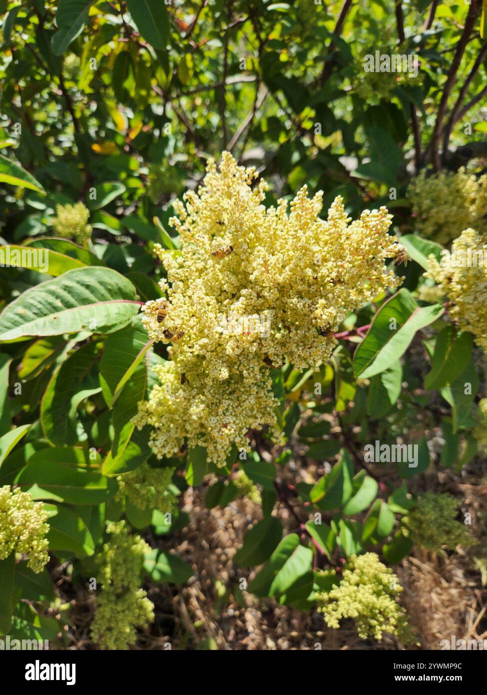 laurel sumac (Malosma laurina Stock Photo - Alamy