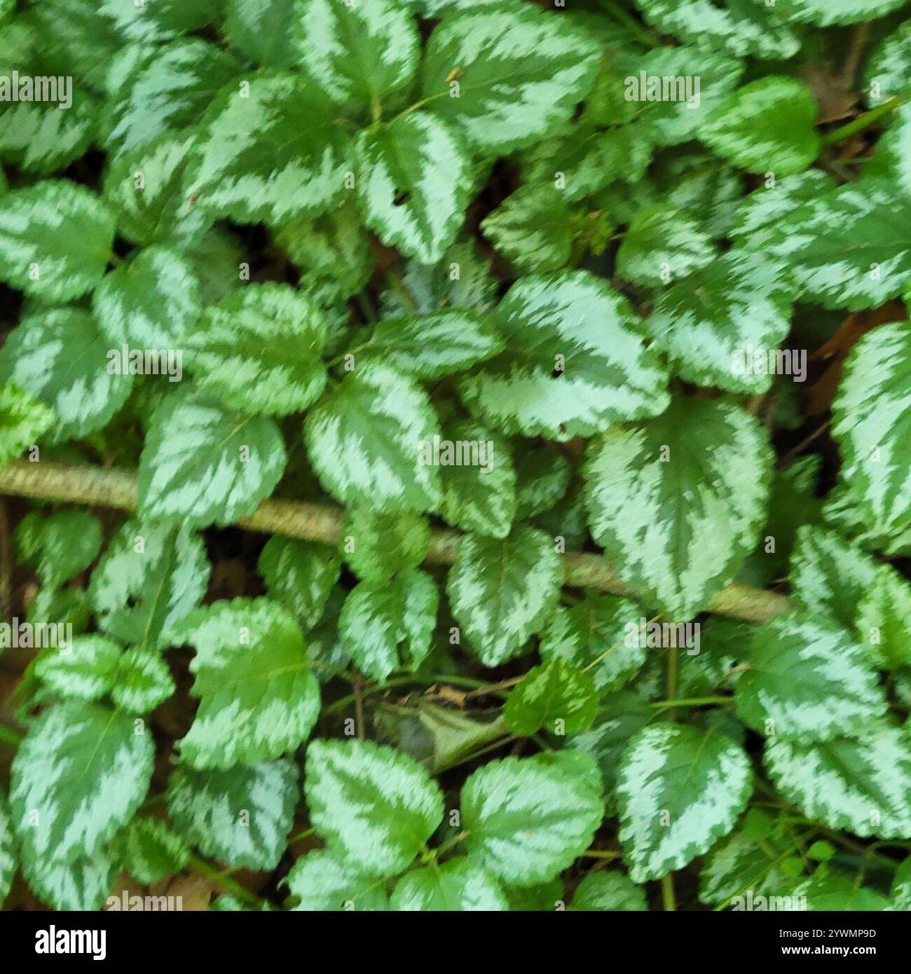 Variegated Yellow Archangel (Lamium galeobdolon argentatum Stock Photo ...