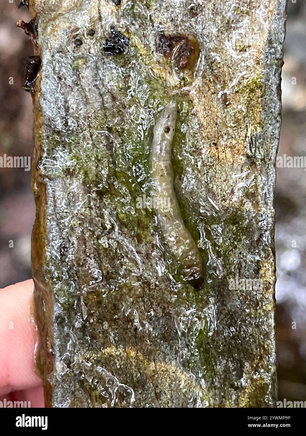 Tube Maker Caddisflies (Polycentropodidae Stock Photo - Alamy