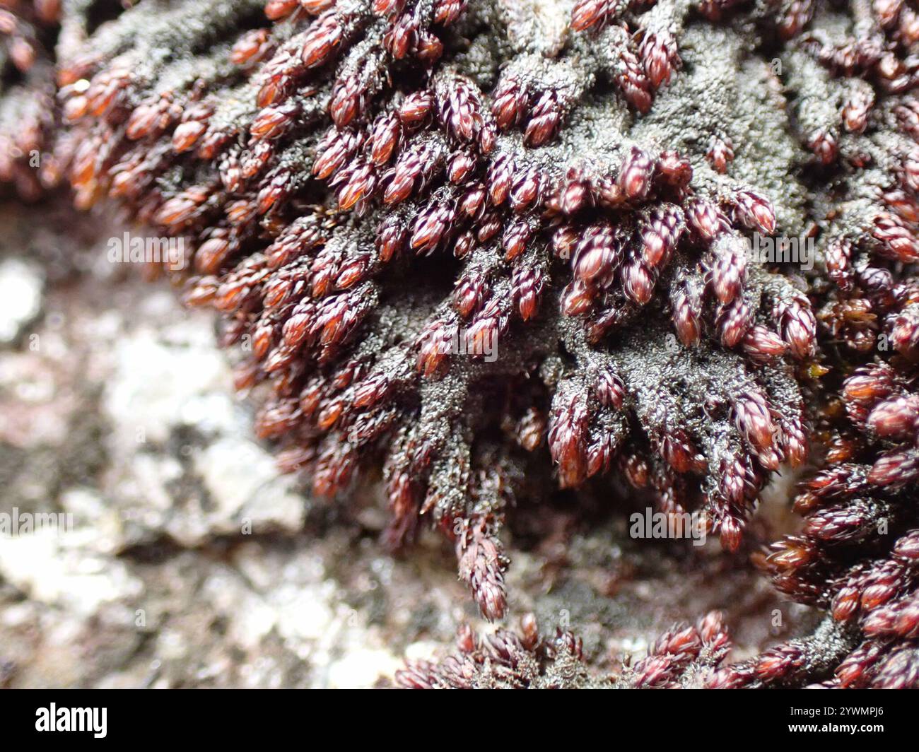 Black Rock Moss (Andreaea rupestris Stock Photo - Alamy