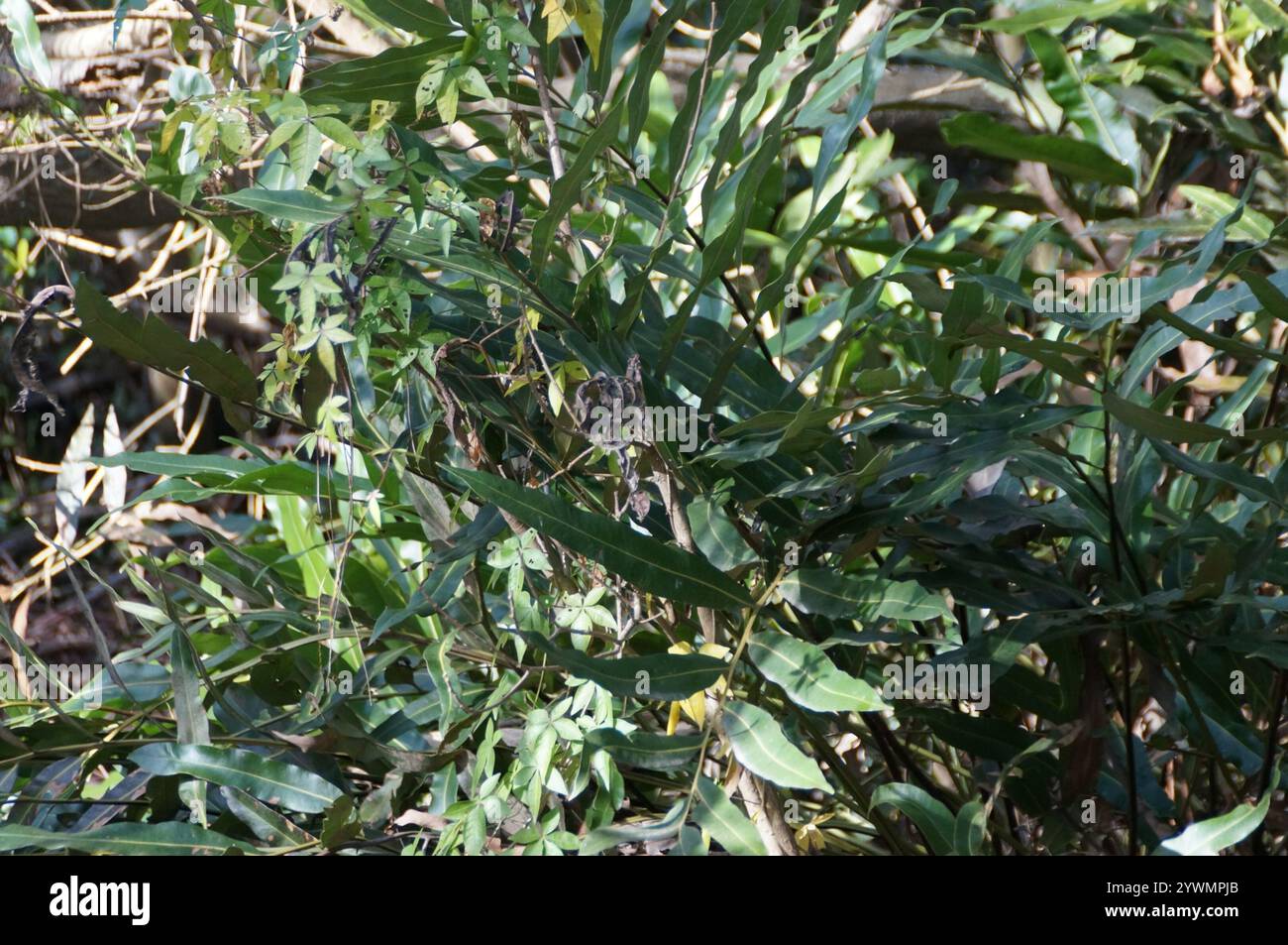 Mangrove Fern (Acrostichum speciosum Stock Photo - Alamy