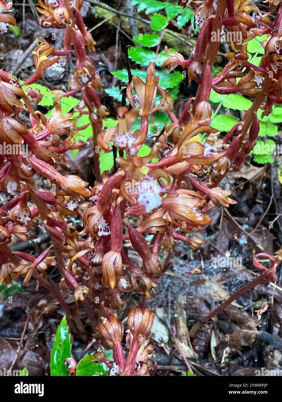 Eastern spotted coralroot (Corallorhiza maculata maculata Stock Photo ...