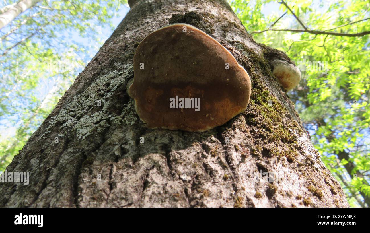 Aspen Bracket (Phellinus tremulae Stock Photo - Alamy