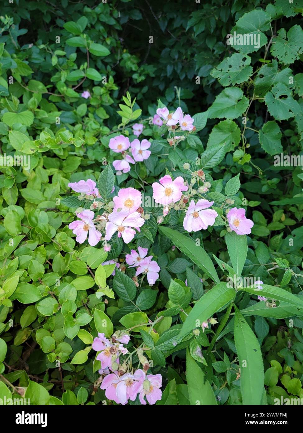 climbing prairie rose (Rosa setigera Stock Photo - Alamy