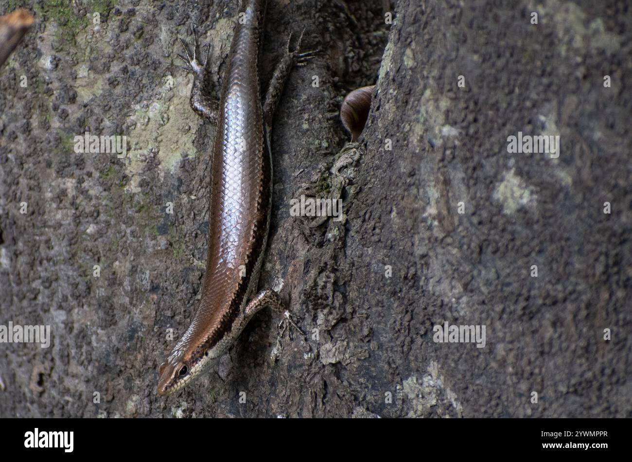 South American Spotted Skink (Copeoglossum nigropunctatum Stock Photo ...