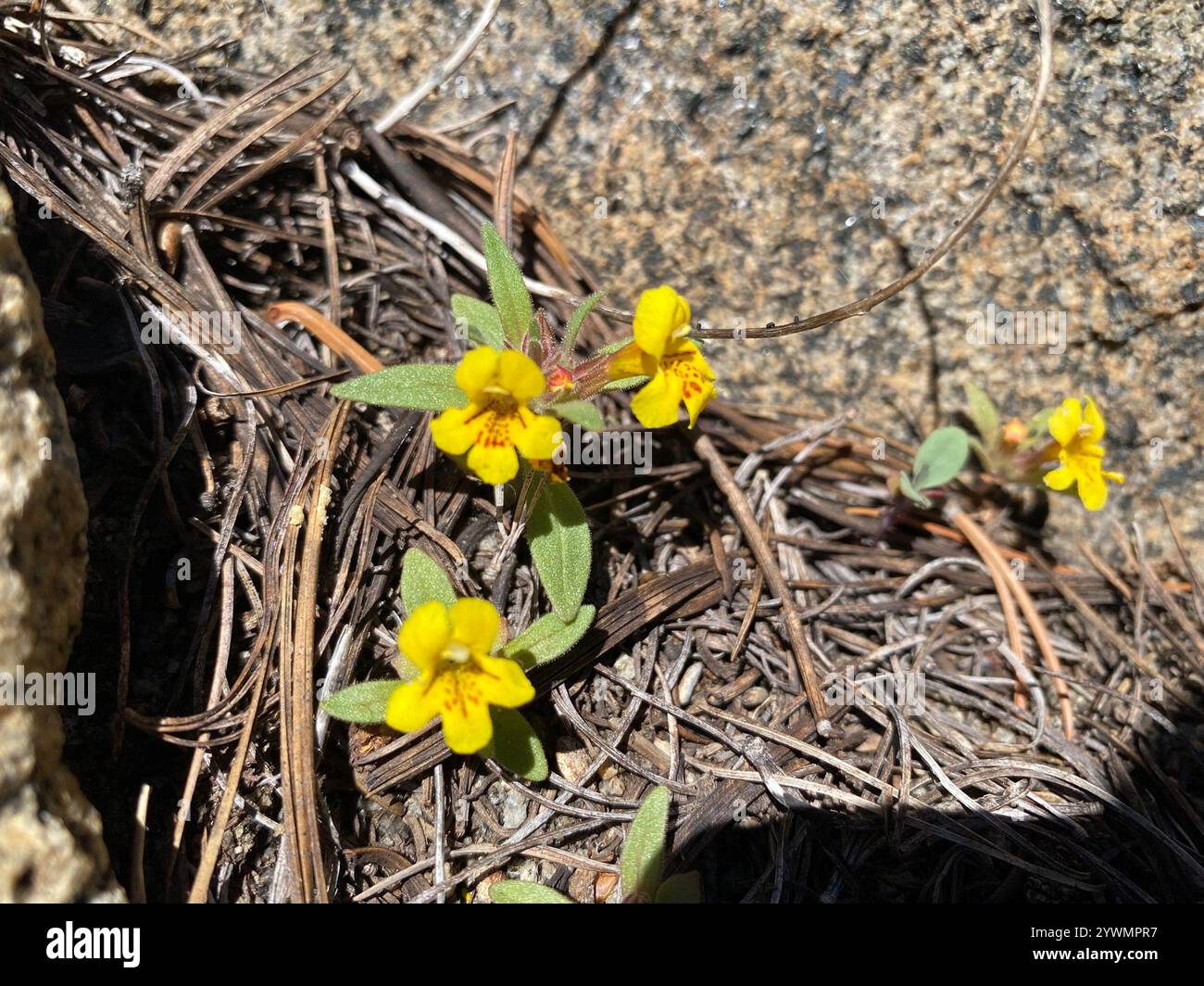 skunky monkeyflower (Diplacus mephiticus Stock Photo - Alamy