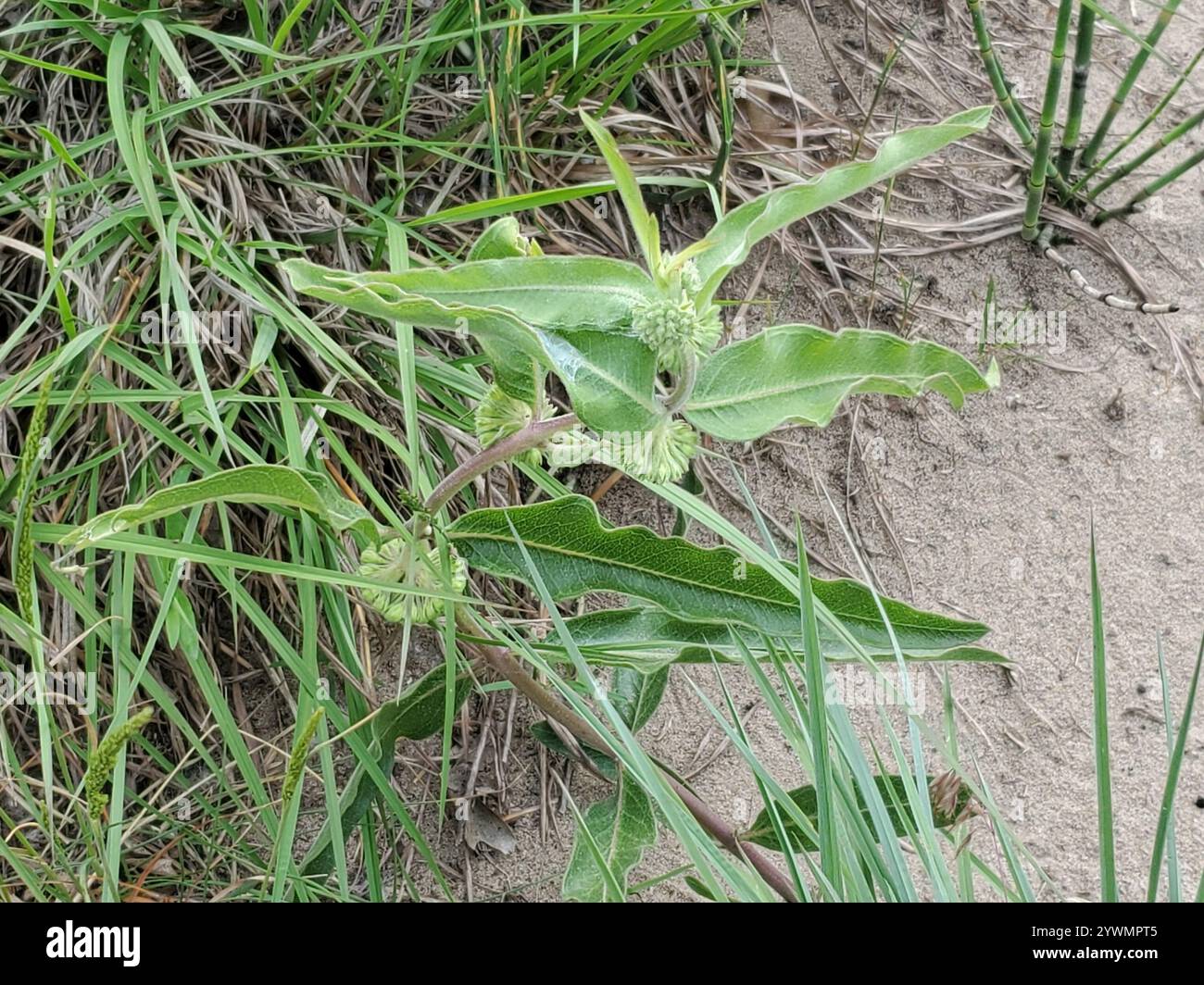 green comet milkweed (Asclepias viridiflora Stock Photo - Alamy