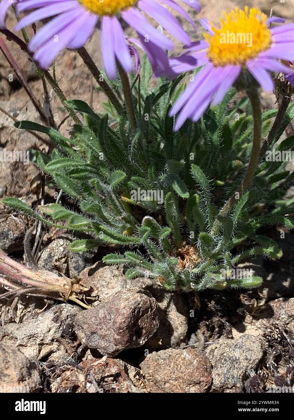 Hairy-seed Fleabane (Erigeron poliospermus Stock Photo - Alamy
