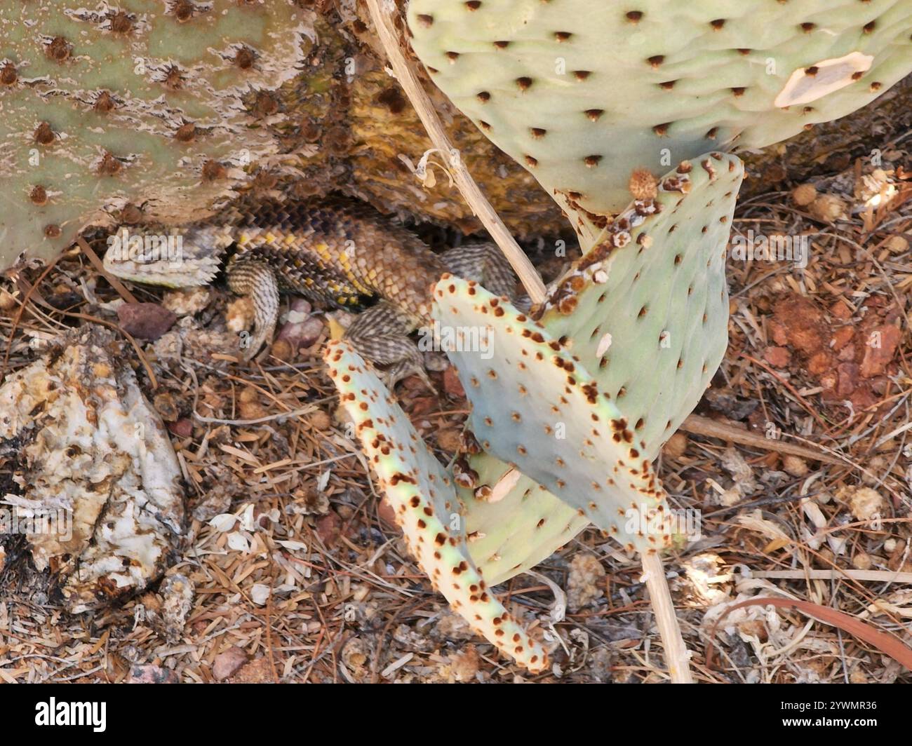 Desert Spiny Lizard (Sceloporus magister Stock Photo - Alamy