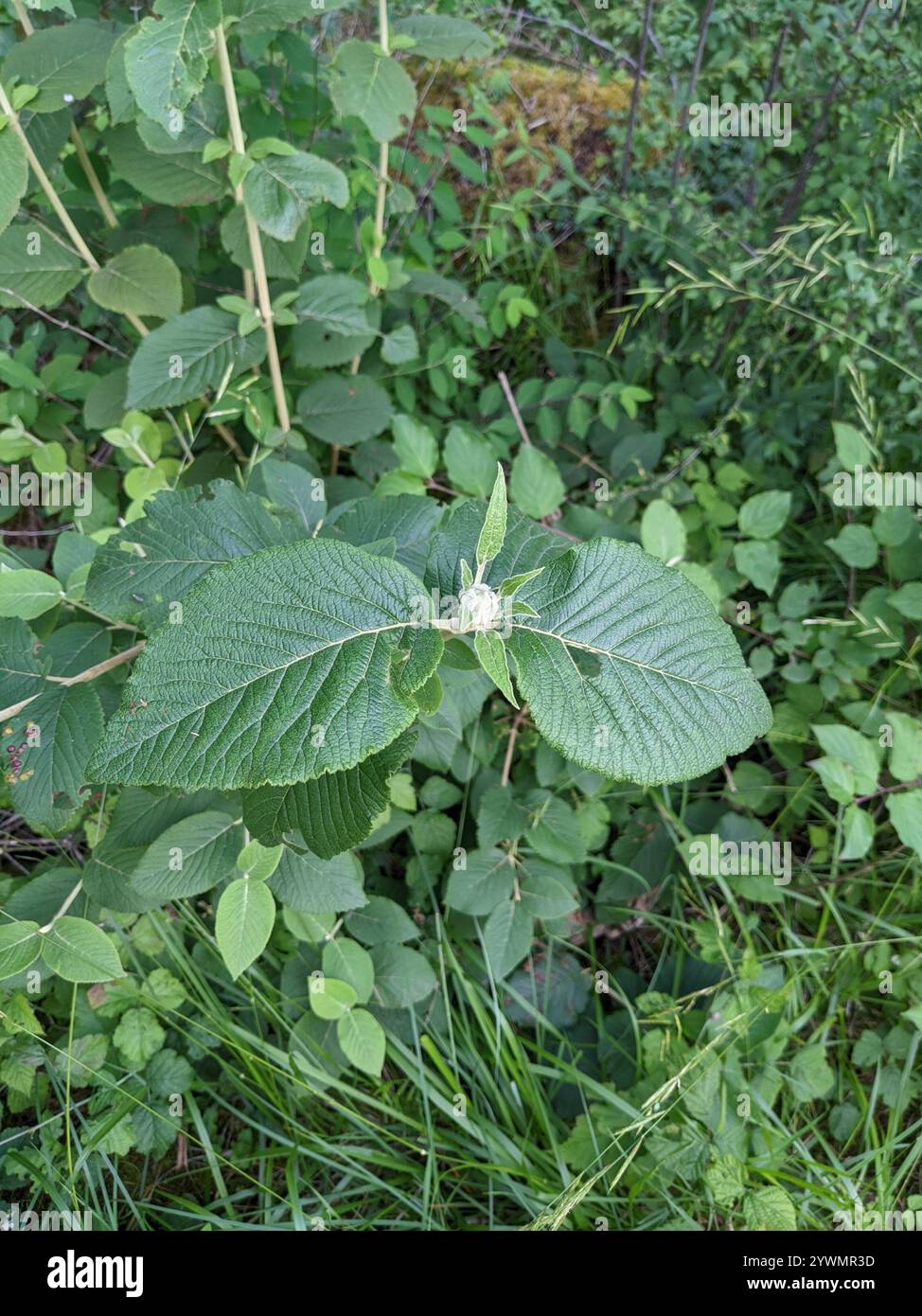 Wayfaring-tree (Viburnum lantana Stock Photo - Alamy